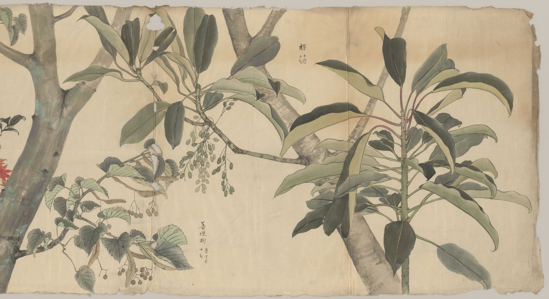 Maple, sasanqua, linden tree and false daphne - National Crafts Museum
